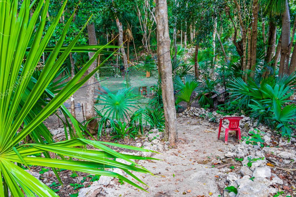 Tropical mexican jungle plants trees and natural forest panorama view ...