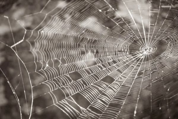 Spiderweb Stock Photos, Royalty Free Spiderweb Images | Depositphotos