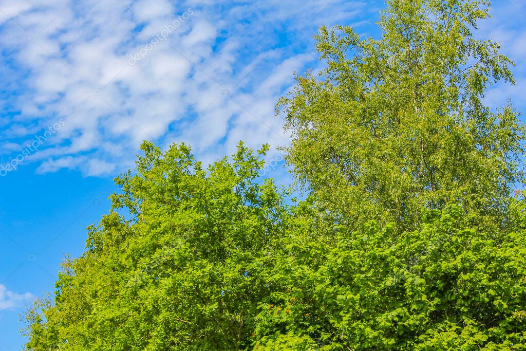 Cielo azul con nubes qu micas cielo qu mico y estelas qu micas en d a soleado en Leherheide ...