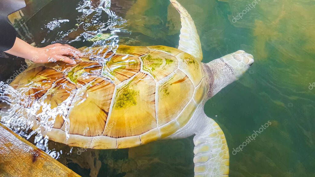 Tortuga blanca albina tortuga marina carey tortuga boba nadando en la ...