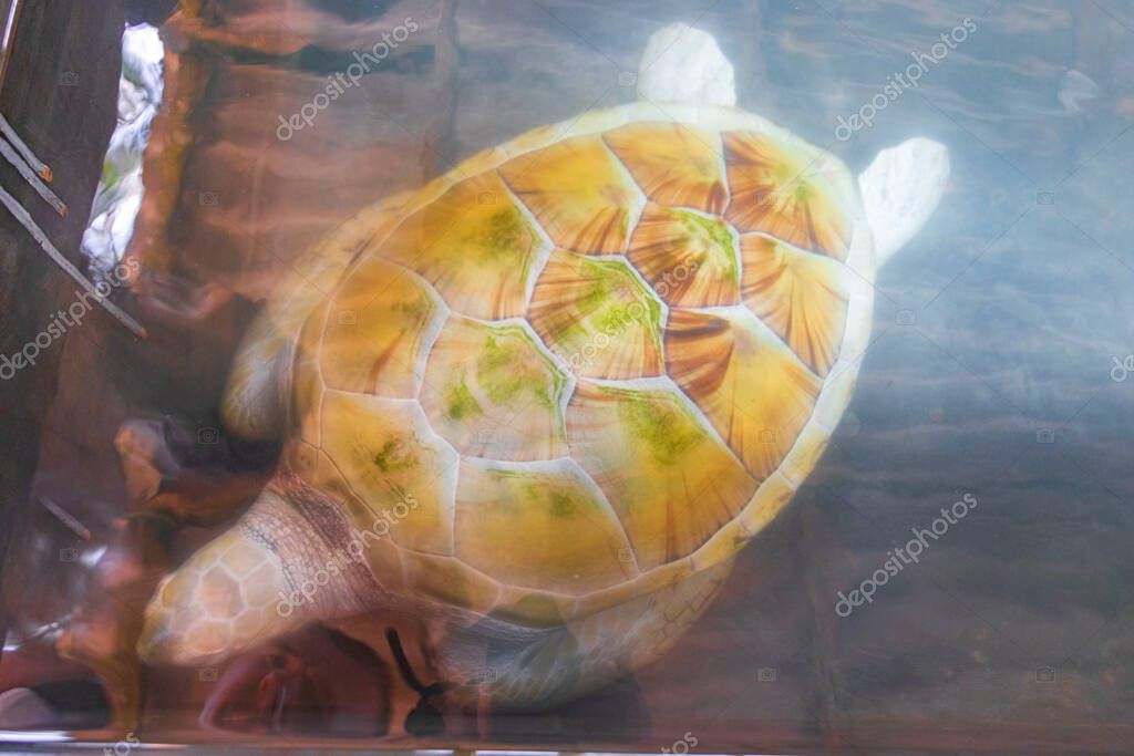 Tortuga blanca albina tortuga marina carey tortuga boba nadando en la ...