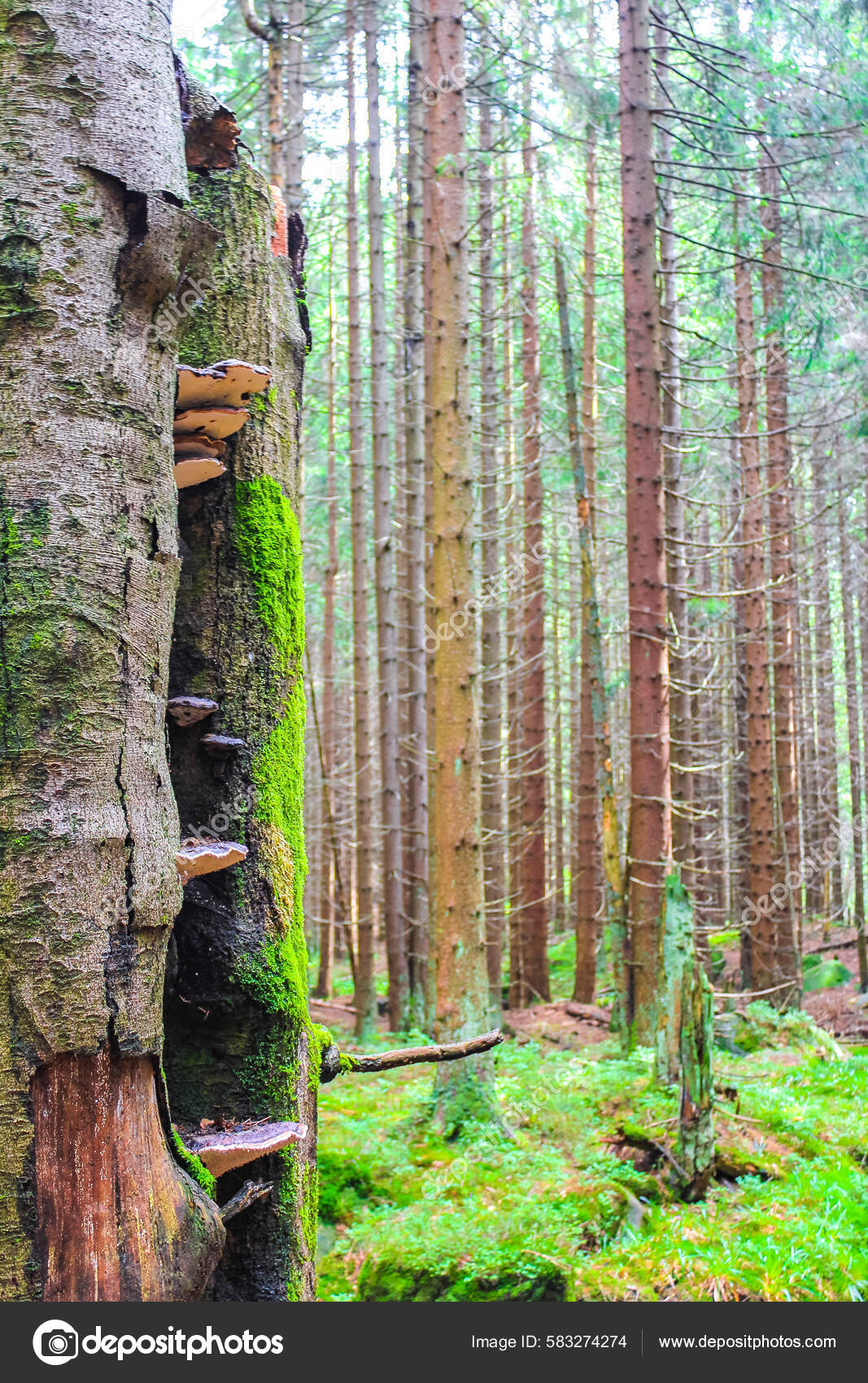 Forest Dead Broken Fir Trees Landscape Panorama Walking Trekking Path ...