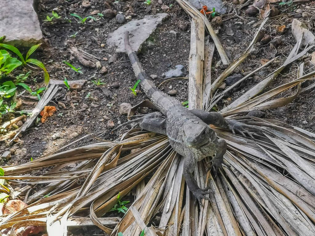 Huge Iguana gecko animal on the ground at the ancient Tulum ruins Mayan ...
