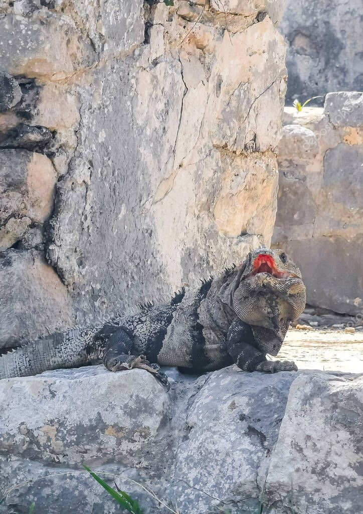 Huge Iguana gecko animal on rocks at the ancient Tulum ruins Mayan site ...