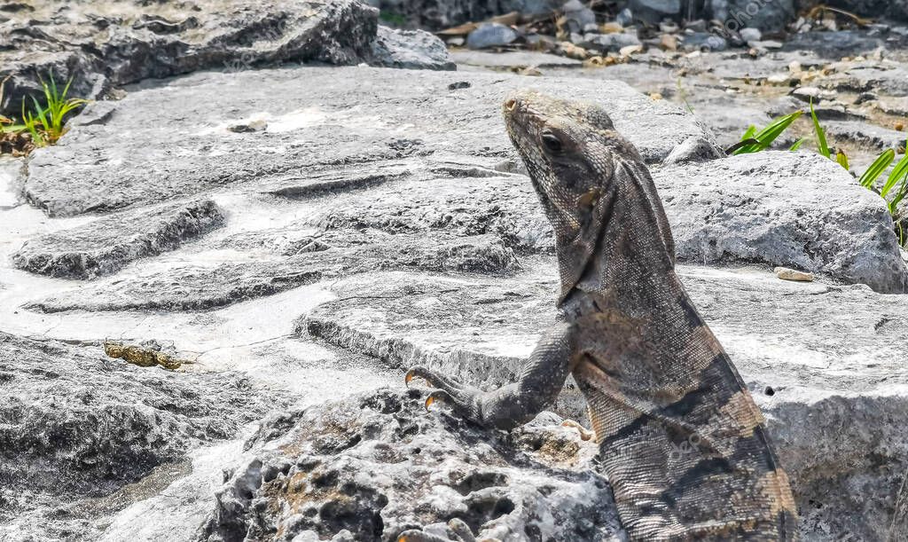 Huge Iguana gecko animal on rocks at the ancient Tulum ruins Mayan site ...