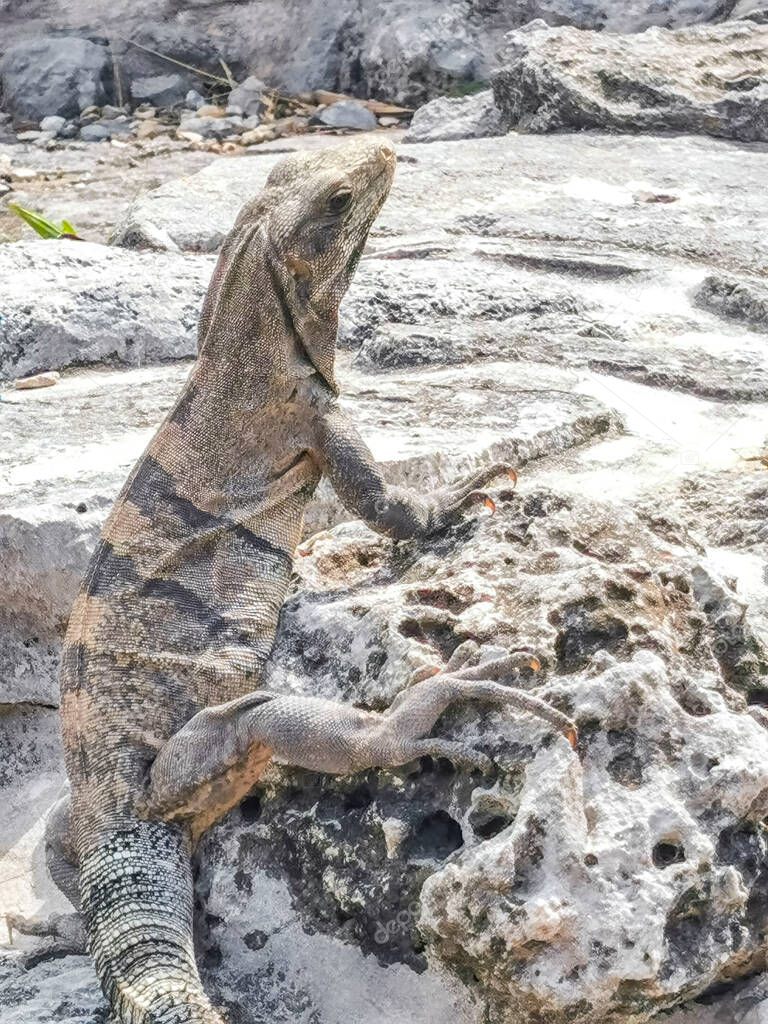 Huge Iguana gecko animal on rocks at the ancient Tulum ruins Mayan site ...