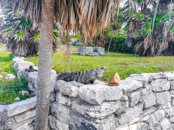Huge Iguana gecko animal on rocks at the ancient Tulum ruins Mayan site ...
