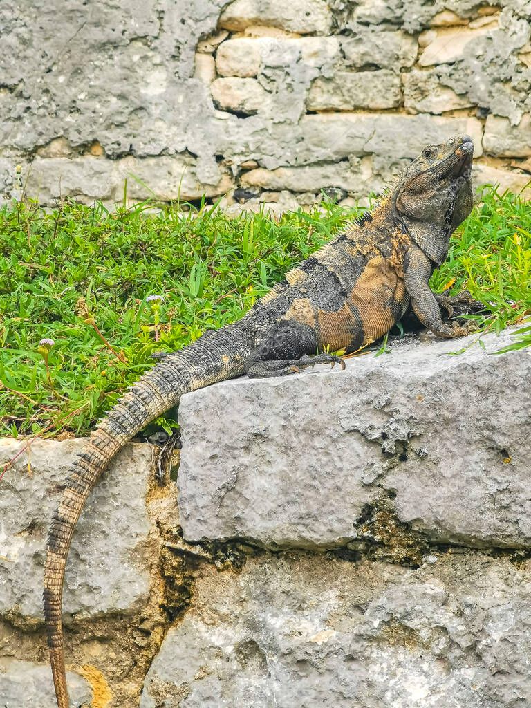 Inmenso animal de iguana gecko sobre rocas en las antiguas ruinas de ...