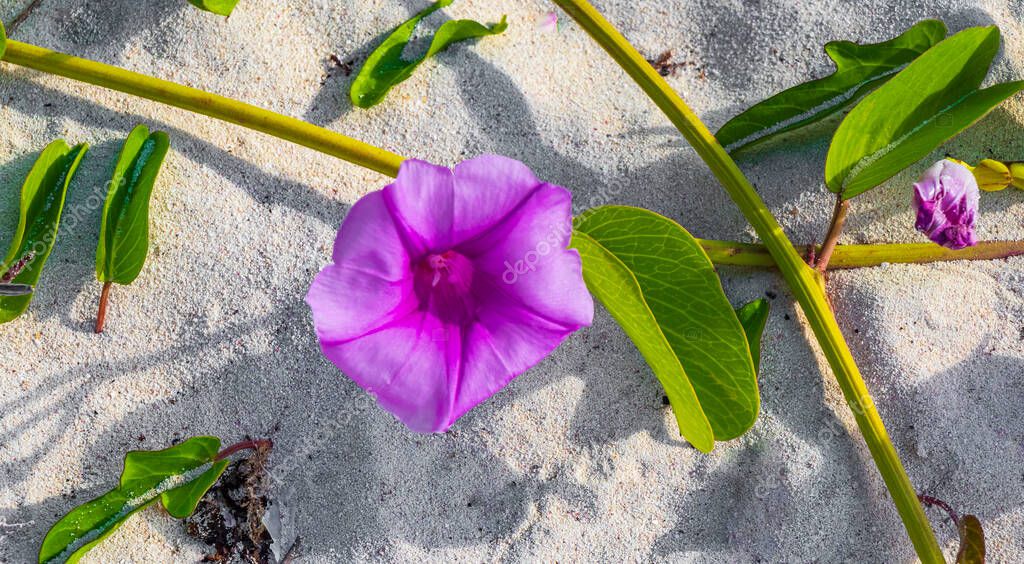 Hermosa Rosa Violeta Púrpura Mañana Gloria O Pie De Cabra Ipomoea Pes