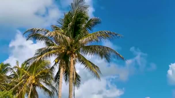 Tropical Natural Mexican Palm Trees Coconuts Blue Sky Background Tulum ...