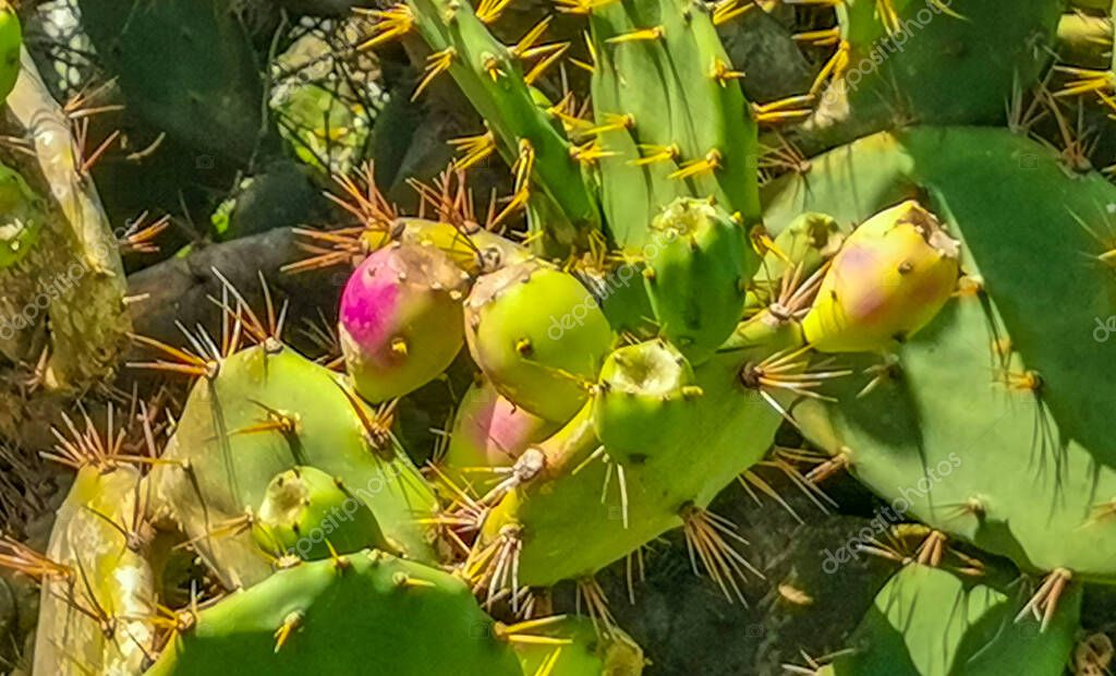 Plantas y árboles de cactus verde espinoso con frutos de espinas en Tulum Roo México. 2022