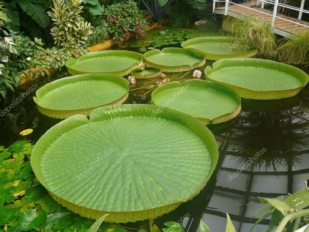 Royal Victoria Victoria amazonica — Stock Photo © jarozde #36508343