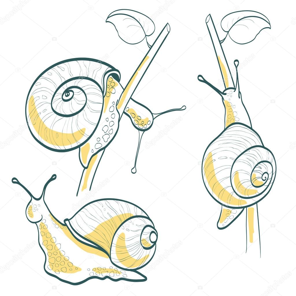 Ensemble de trois escargots — Image vectorielle goodreason © #40147157