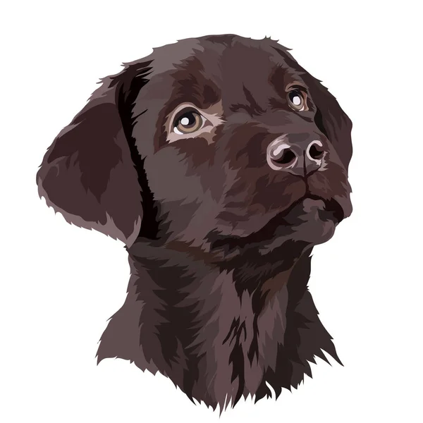 Chocolate labrador puppy Vector Art Stock Images | Depositphotos