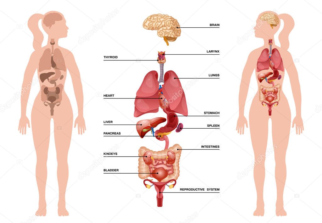 Diagramma Organi Umani Femmina