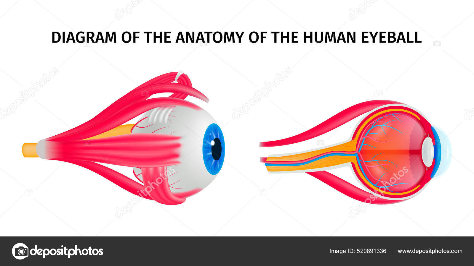 Eyeball Side View Diagram