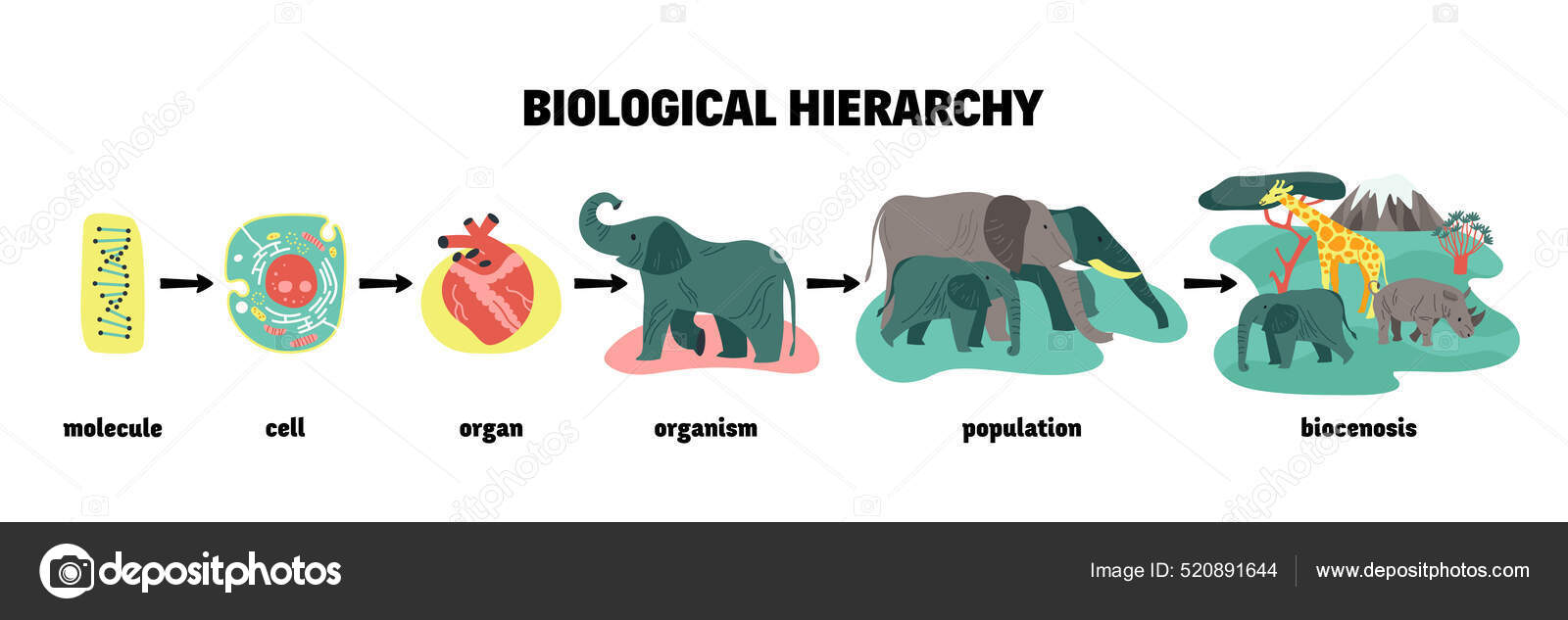 Esquema Infográfico de la Jerarquía Biológica Vector de stock por ...