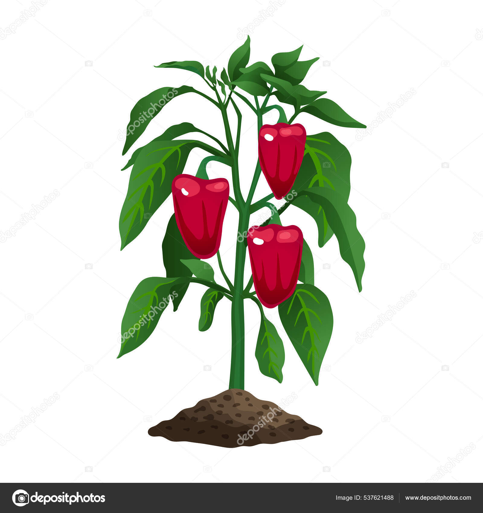 Bell Pepper Plant Drawing