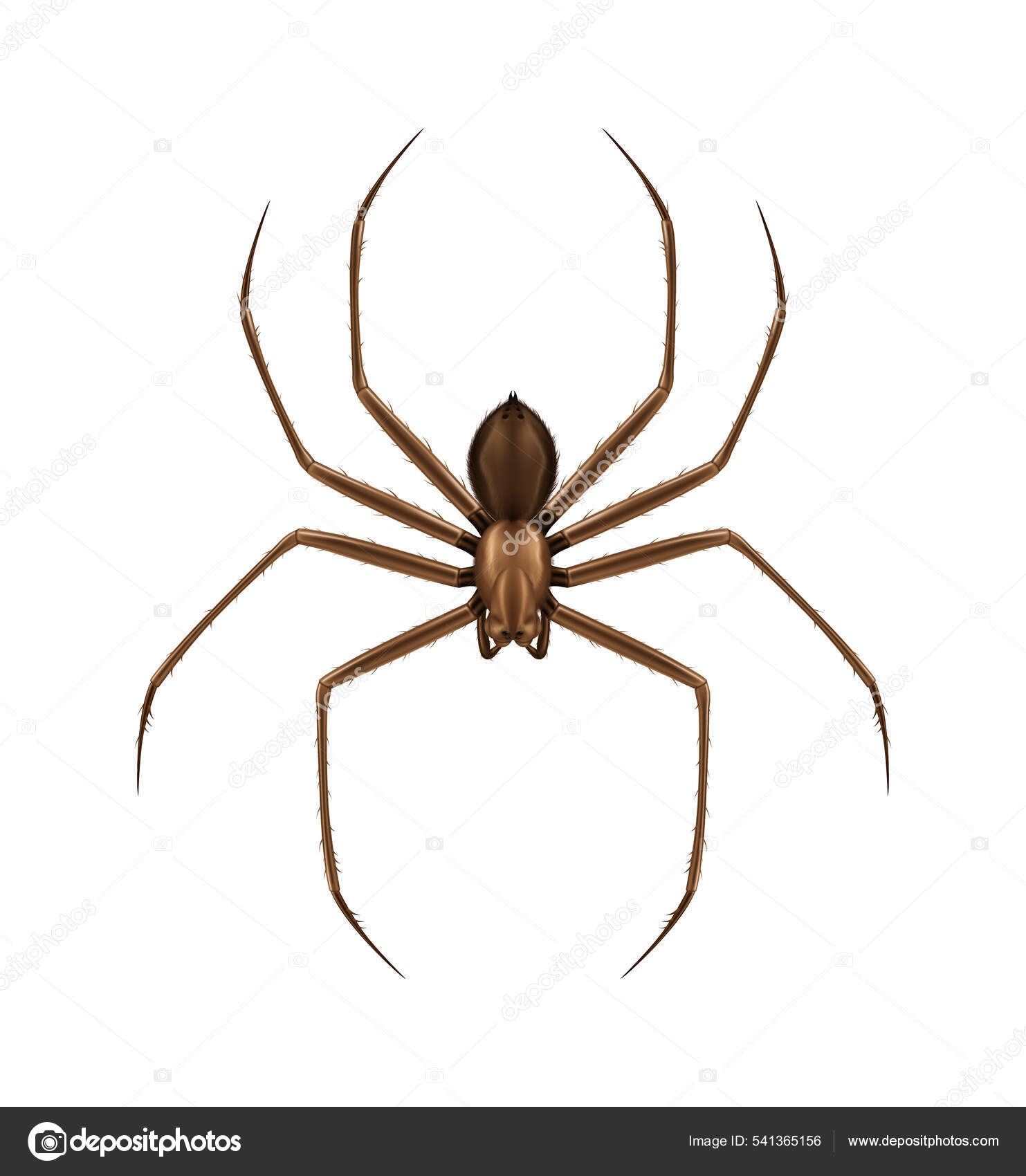 Spider Realistic Illustration Stock Vector by ©macrovector 541365156