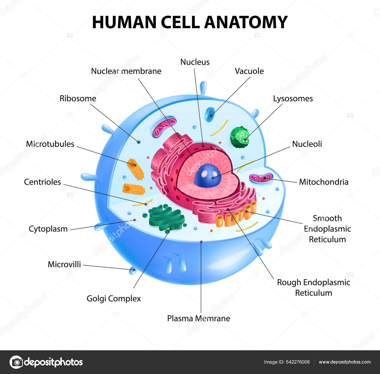 Realistic Animal Cell