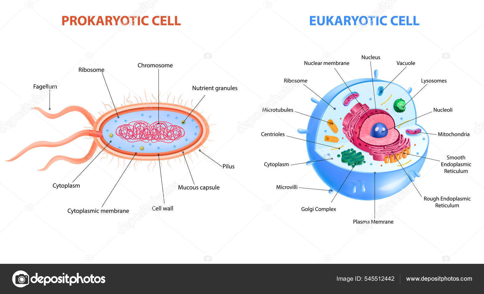 Realistic Cells Anatomy Stock Vector Image by ©macrovector #545512442