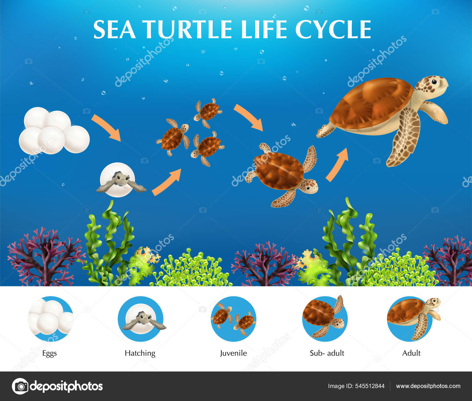 Image vectorielle Infographie du cycle de vie des tortues par ©macrovector - 545512844