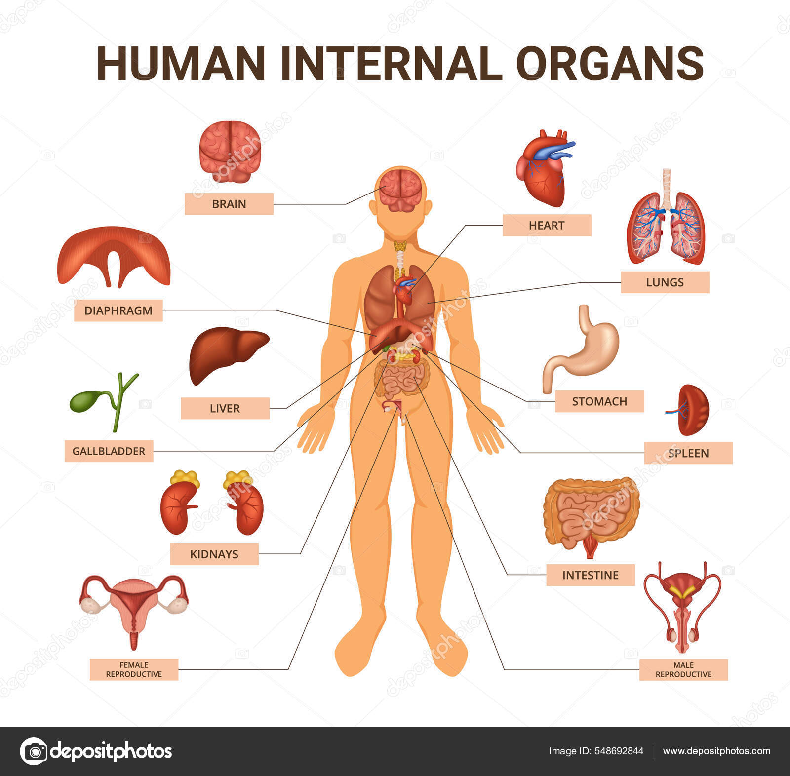 Infografis Sistem Organ Tubuh Manusia Berwarna Vektor Stok Oleh