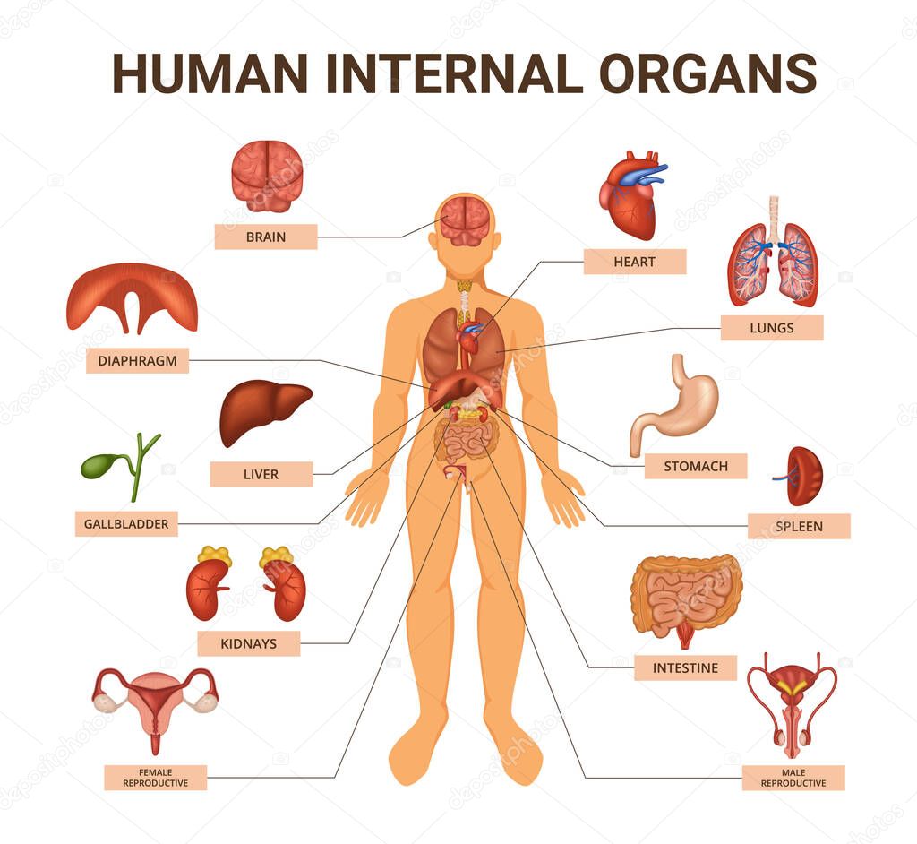 Diagramma Degli Organi Umani 280 Organ Diagram Human Female Stock