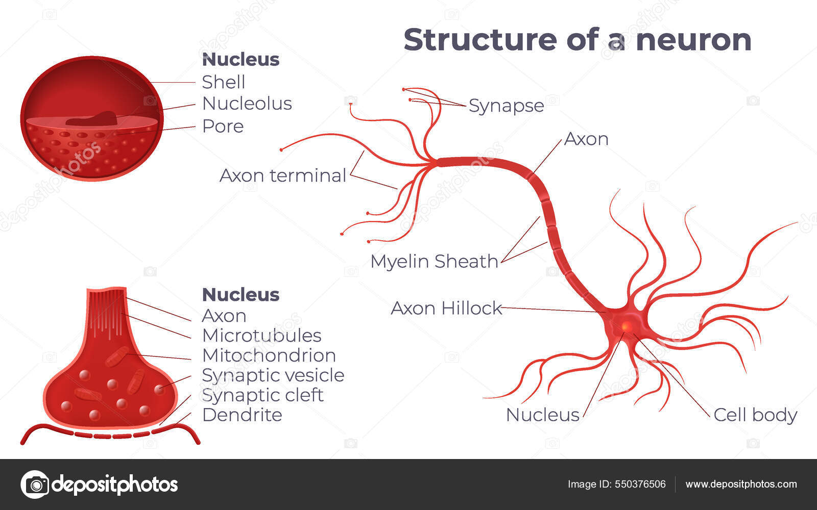 Neuron Anatomy Diagram Composition Stock Vector Image by ©macrovector ...