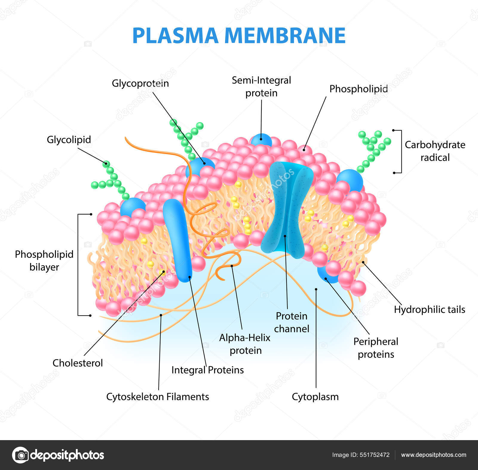 Anatomia da Membrana Celular imagem vetorial de macrovector© 551752472