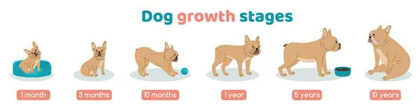 Dog growth chart images libres de droit, photos de Dog growth chart | Depositphotos