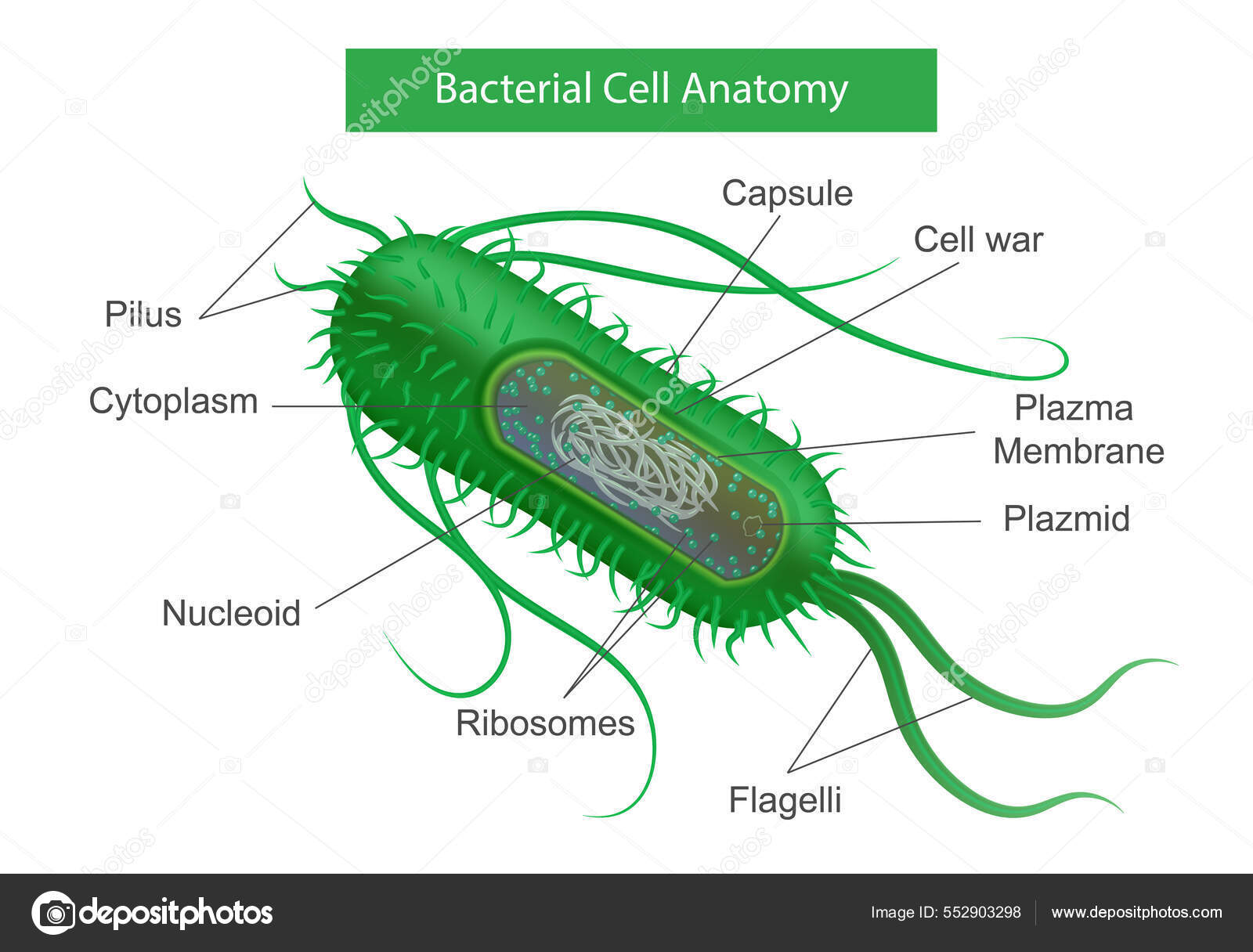 Image vectorielle Infographies sur l'anatomie cellulaire bactérienne ...