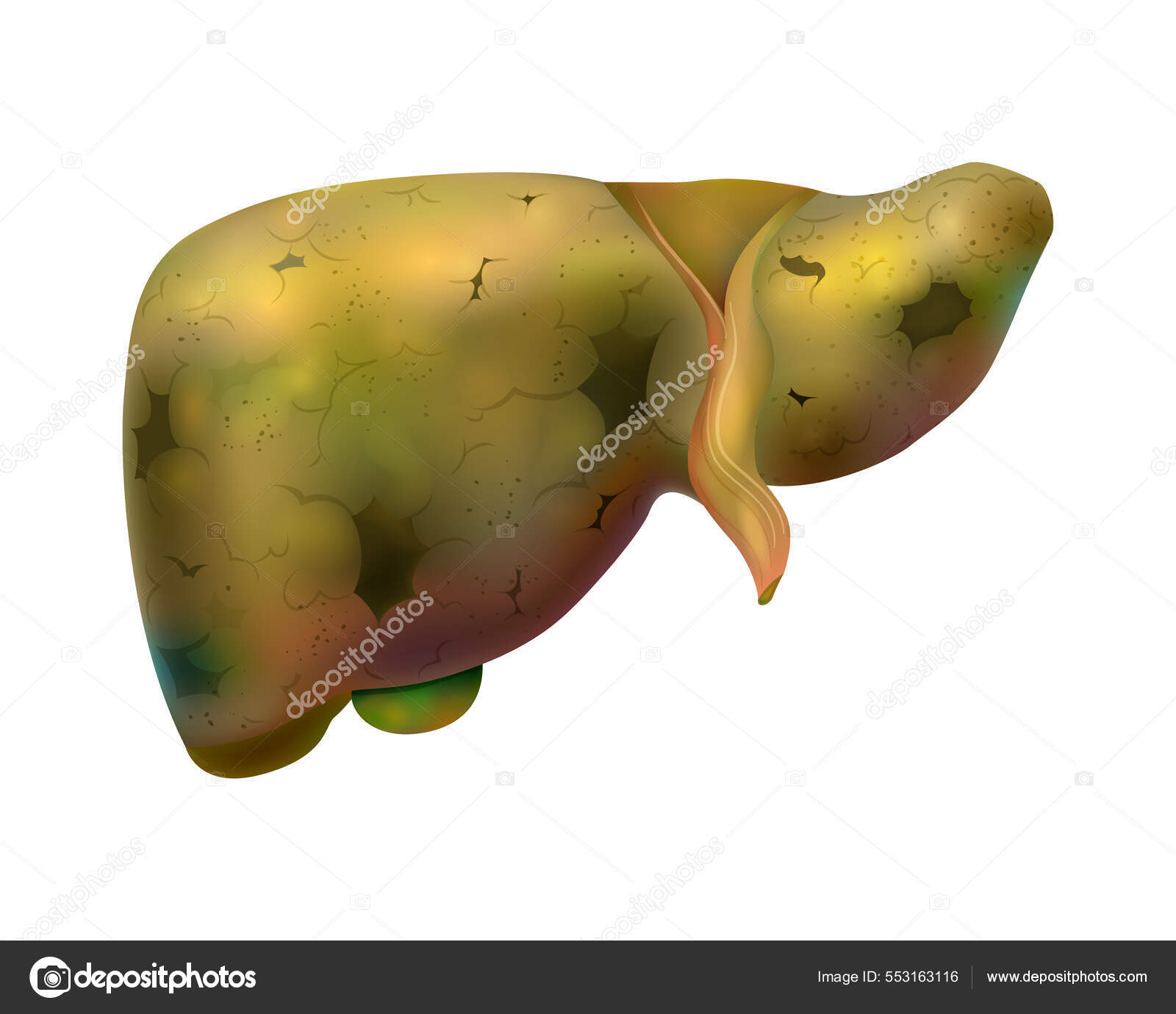 Gin Liver Realistic Composition Stock Vector by ©macrovector 553163116