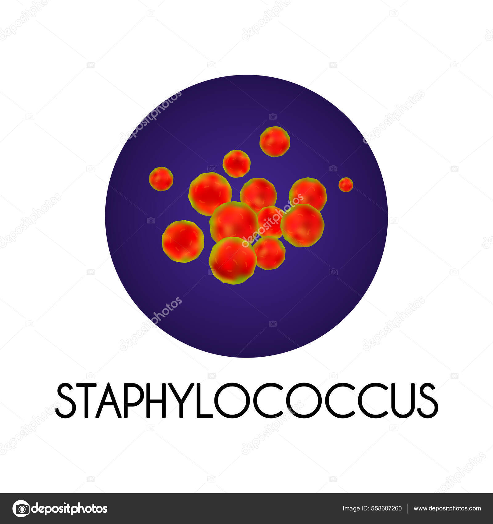 Realistic Bacteria Illustration Stock Vector Image by ©macrovector ...