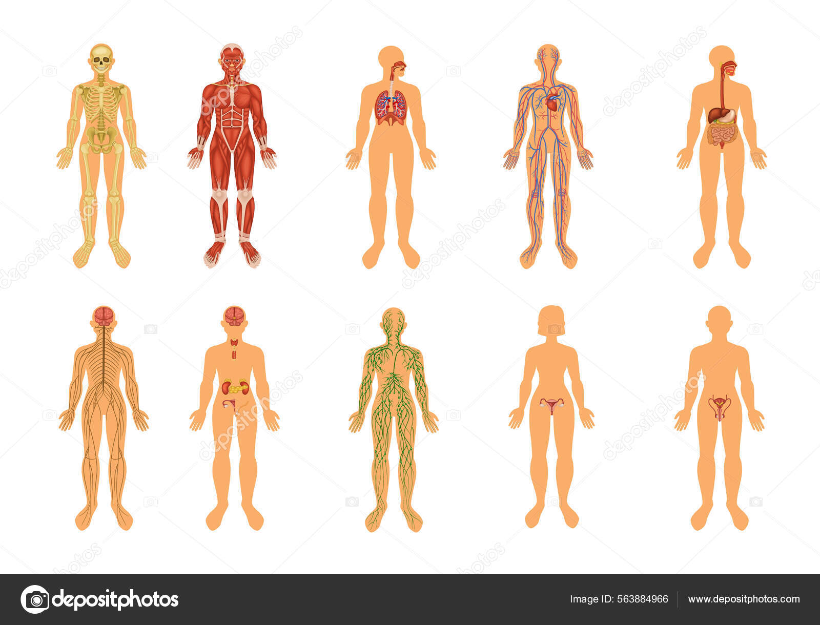 Human Body Organ Systems Colored Icon Set Stock Vector by ©macrovector ... Human Body Organ Systems Colored Icon Set Stock Vector by ©macrovector ...