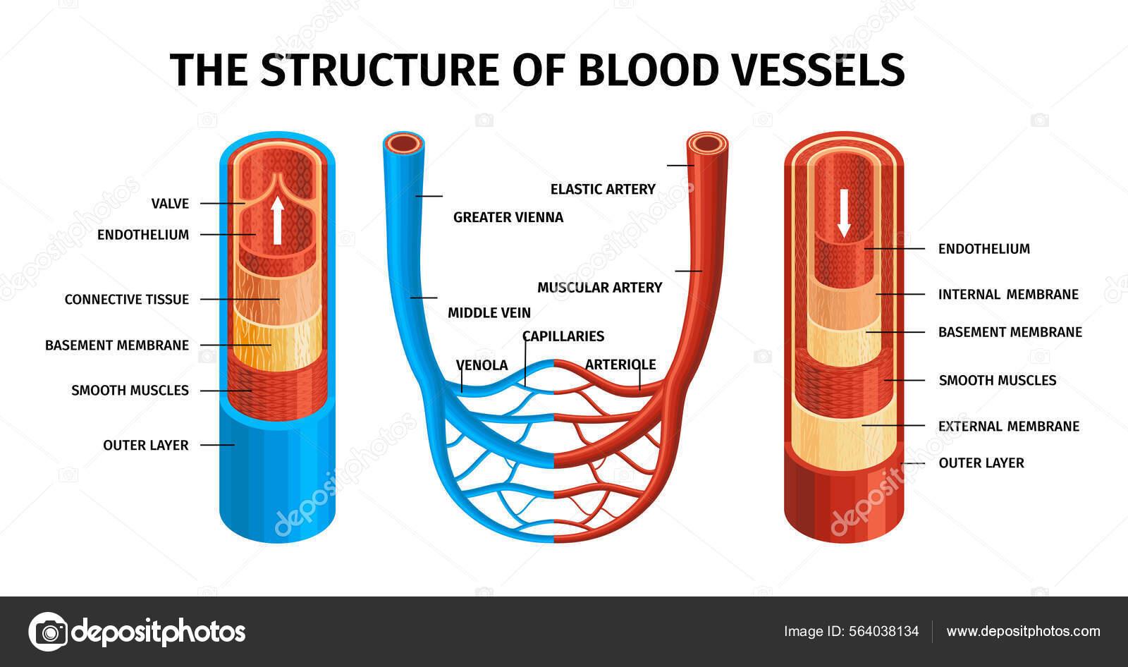 Realistic Blood Vessels Artery And Vein Composition Vector de stock por ...