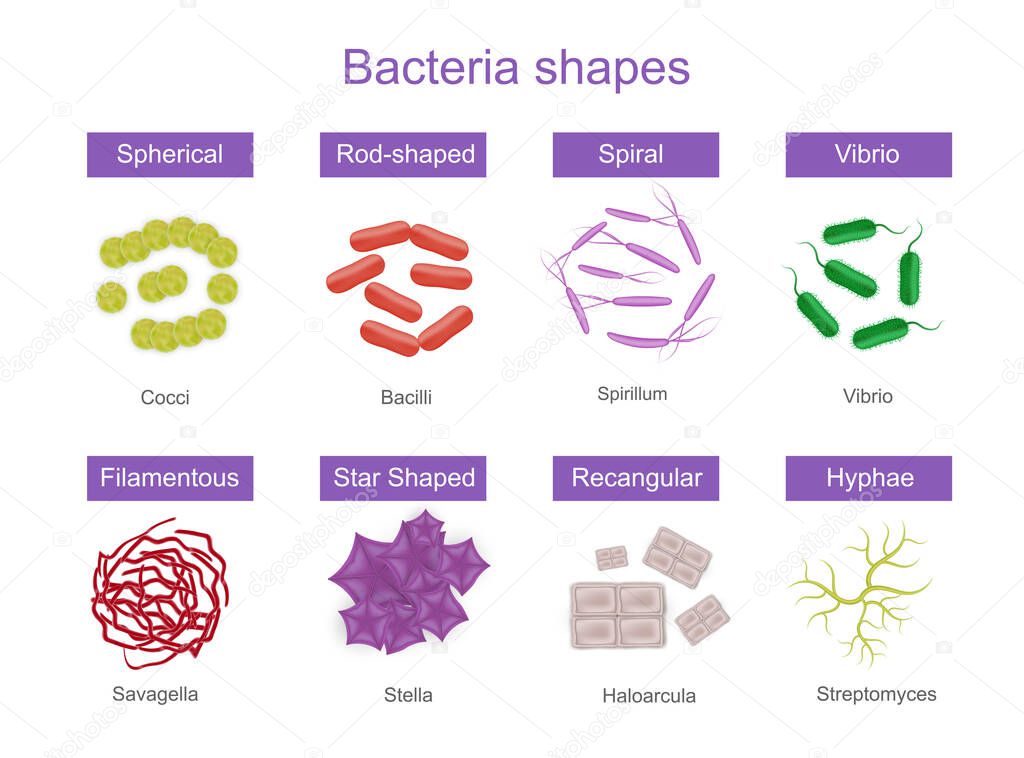 Vettoriale stockForme batteriche Infografica realistica di ©macrovector ...