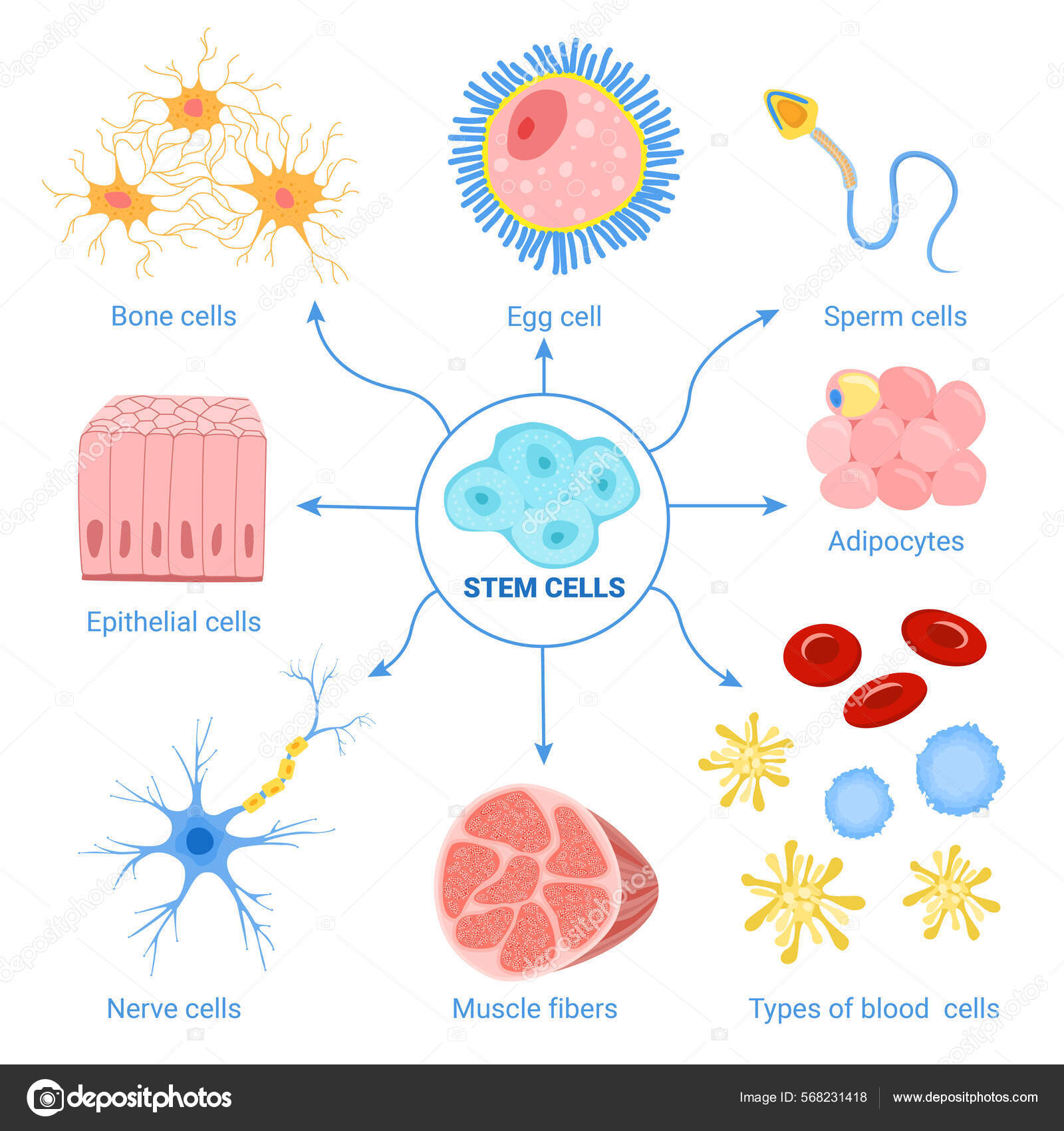 Human Cells Set Isolated Icons Muscle Fibers Bone Stem Cells Stock ...