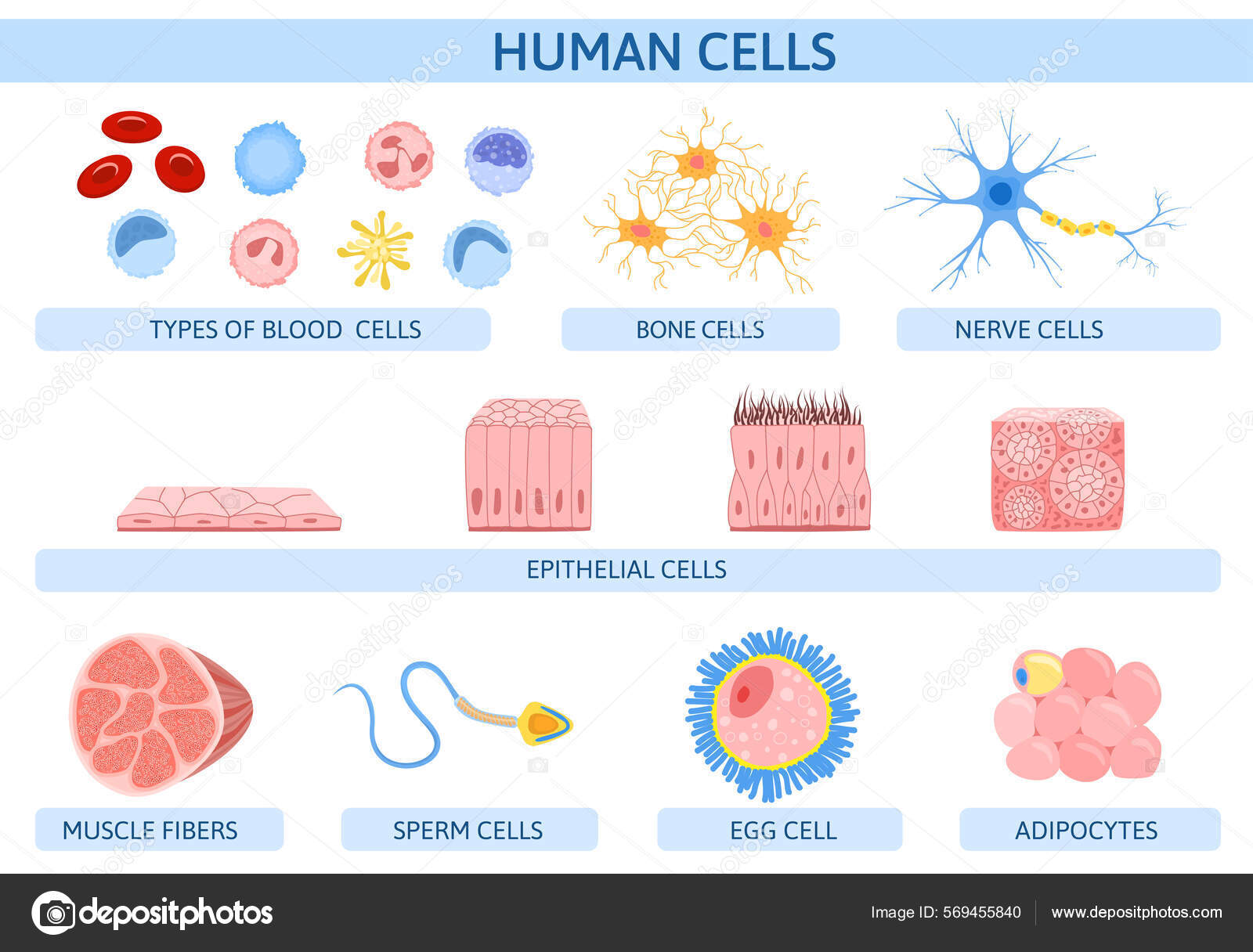 Human Cells Flat Infographics Stock Vector by ©macrovector 569455840