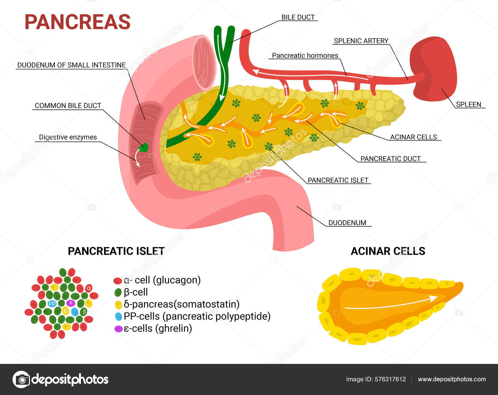Pankreas Flache Infografiken Mit Isolierten Farbigen Bildern Für ...