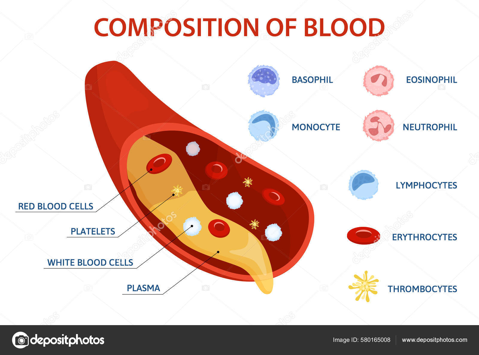 Human Cells Flat Infographics Set Isolated Drop Image Blood Cell Stock ...