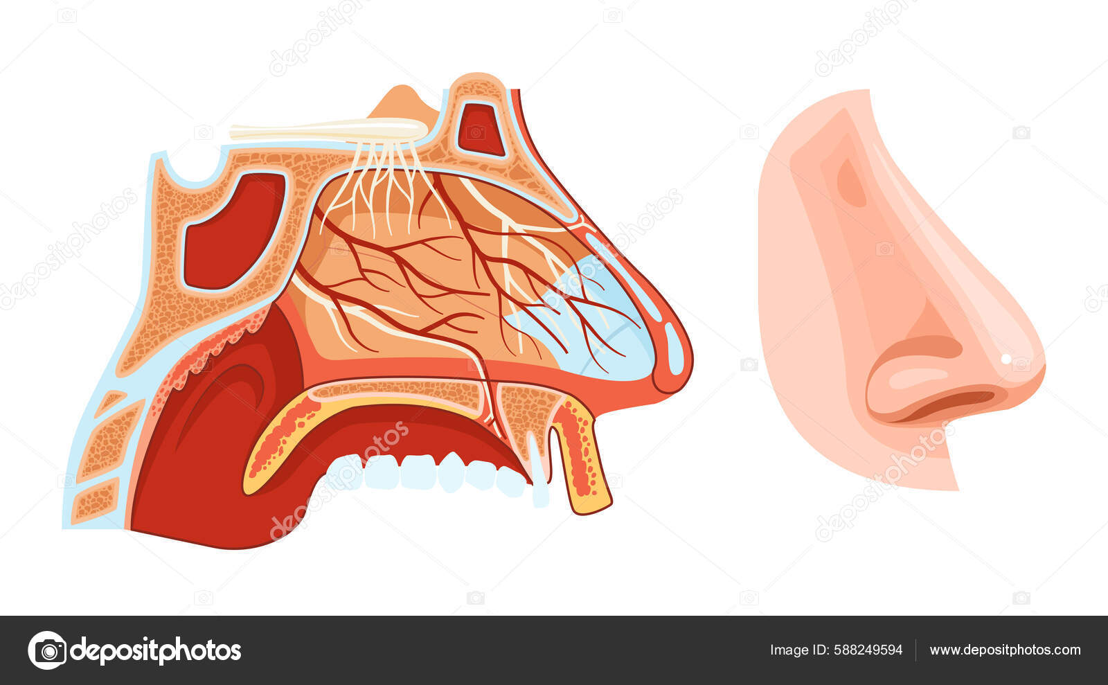 Nose Anatomy Colored Cross Section Scheme Paranasal Sinuses Soft Palate
