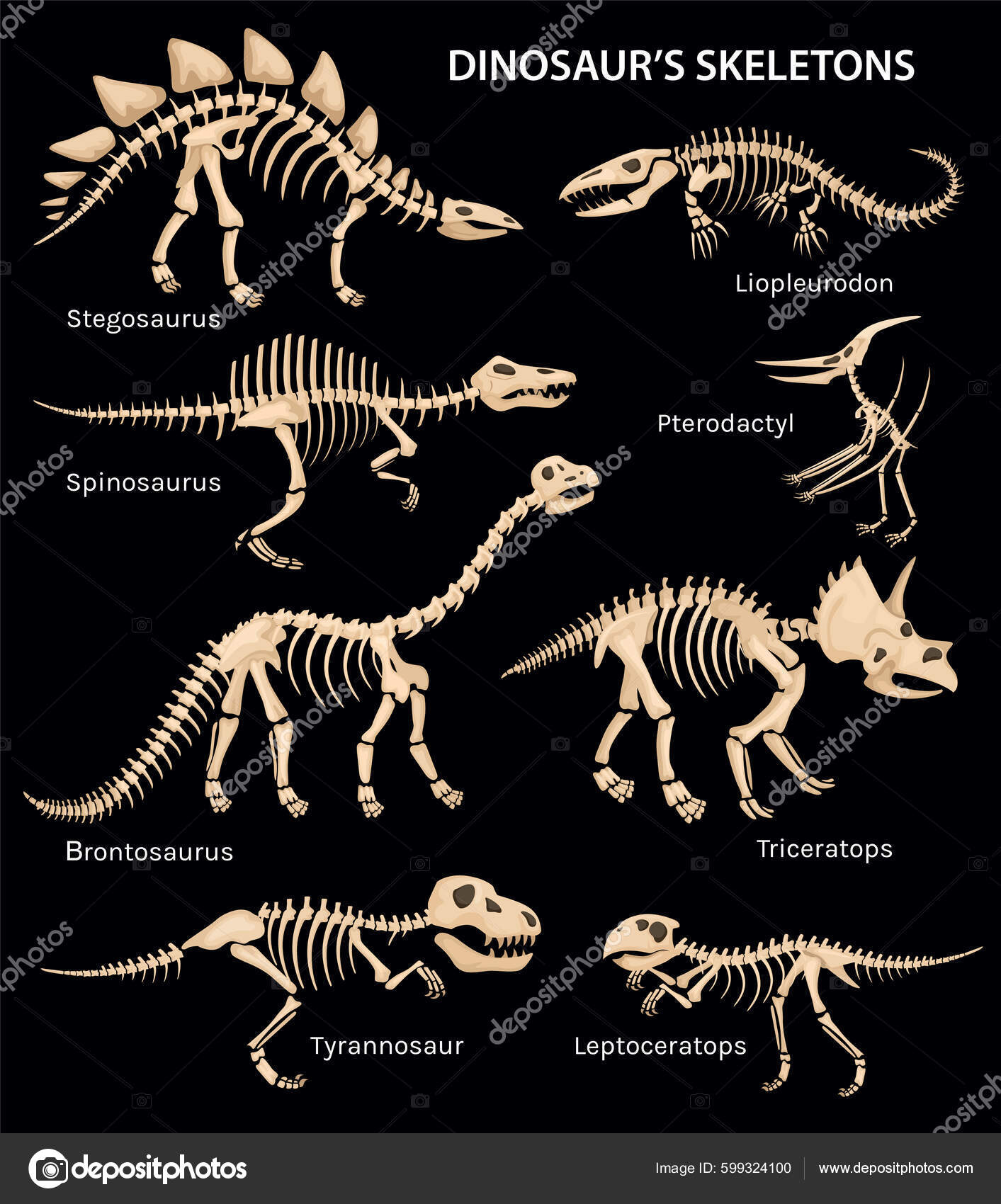 Lexovisaurus Skeleton