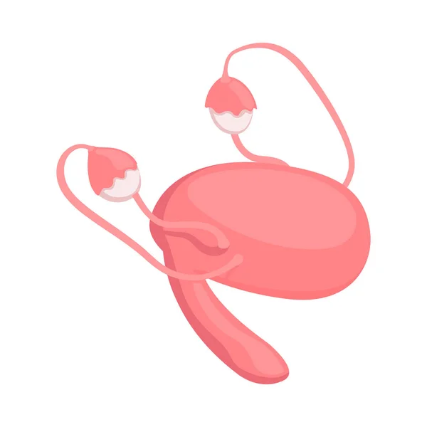 Isometric Male Reproductive System Organs Vector Illustration Stock Vector By ©macrovector 599669280