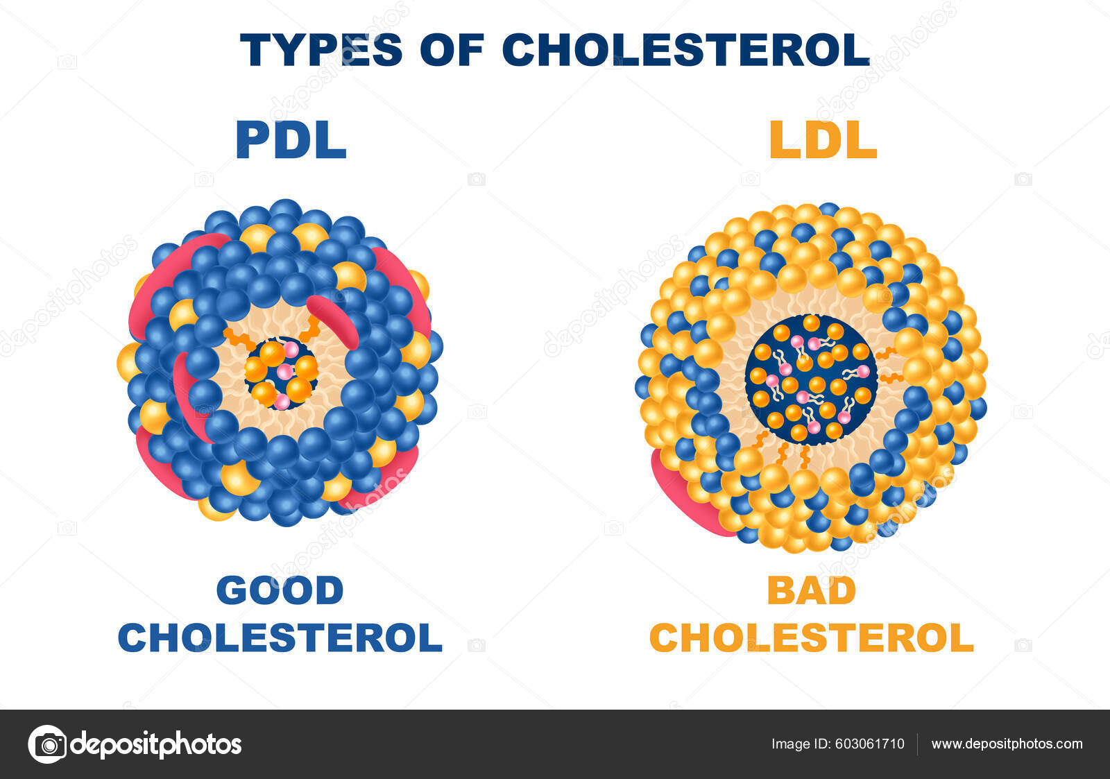 Cholesterol Types Realistic Set Good Bad Symbols Isolated Vector ...