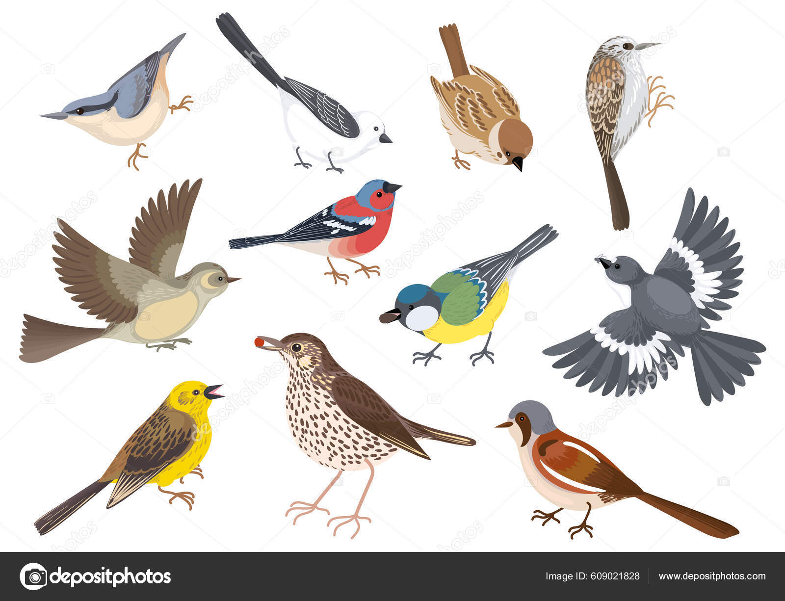 Aves Conjunto Dibujos Animados Con Imágenes Aisladas Varias Aves Silvestres Vector de stock por ...