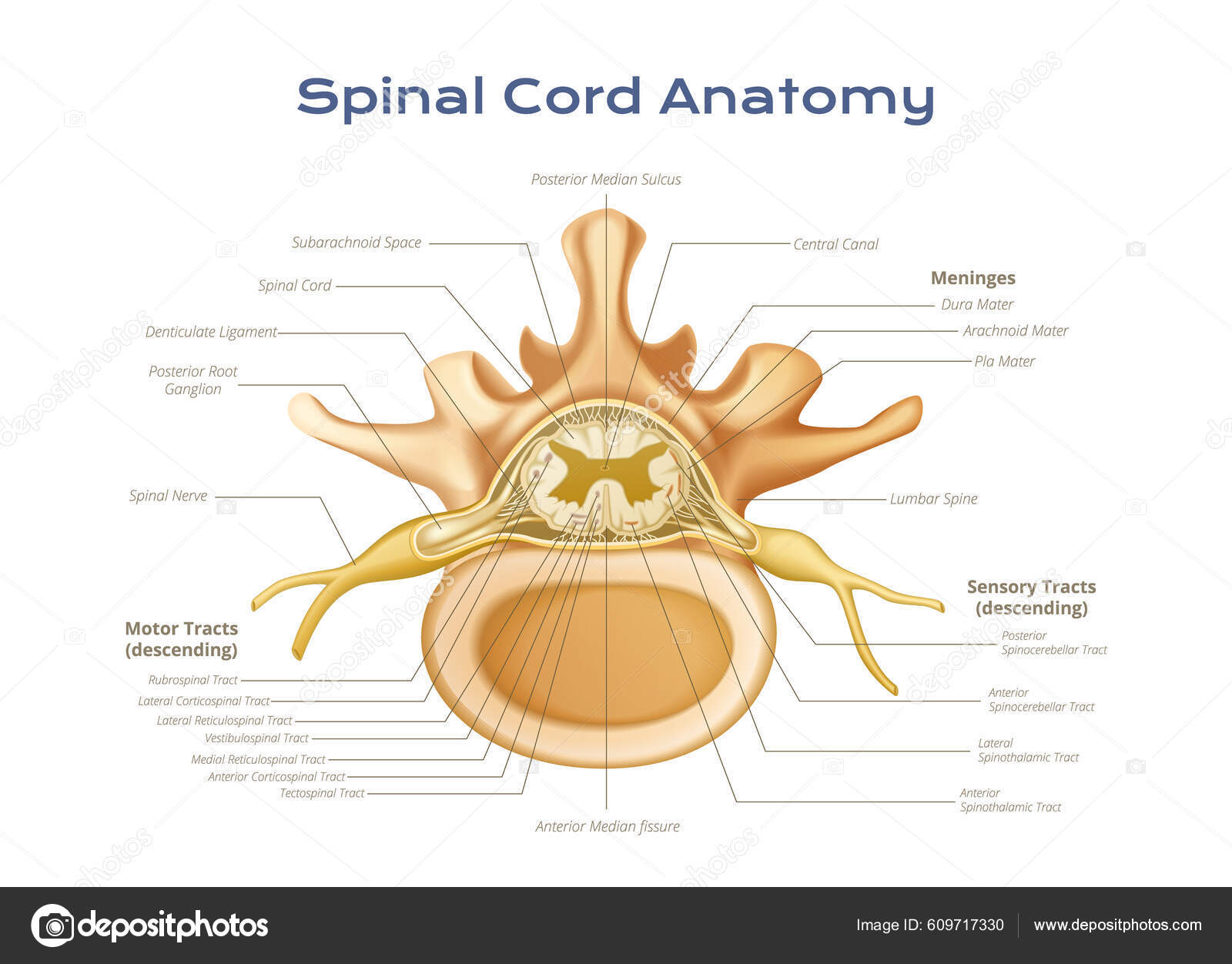 Vertebrae Spinal Cord Anatomy Infographics Profile View Meninges Motor ... Vertebrae Spinal Cord Anatomy Infographics Profile View Meninges Motor ...
