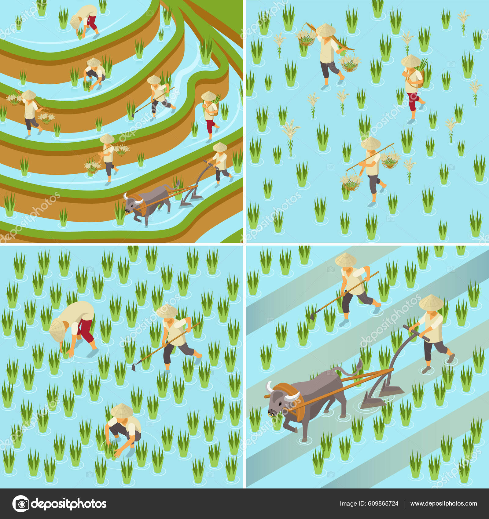 Rice Production Isometric Set Square Compositions Rice Paddy Workers ...