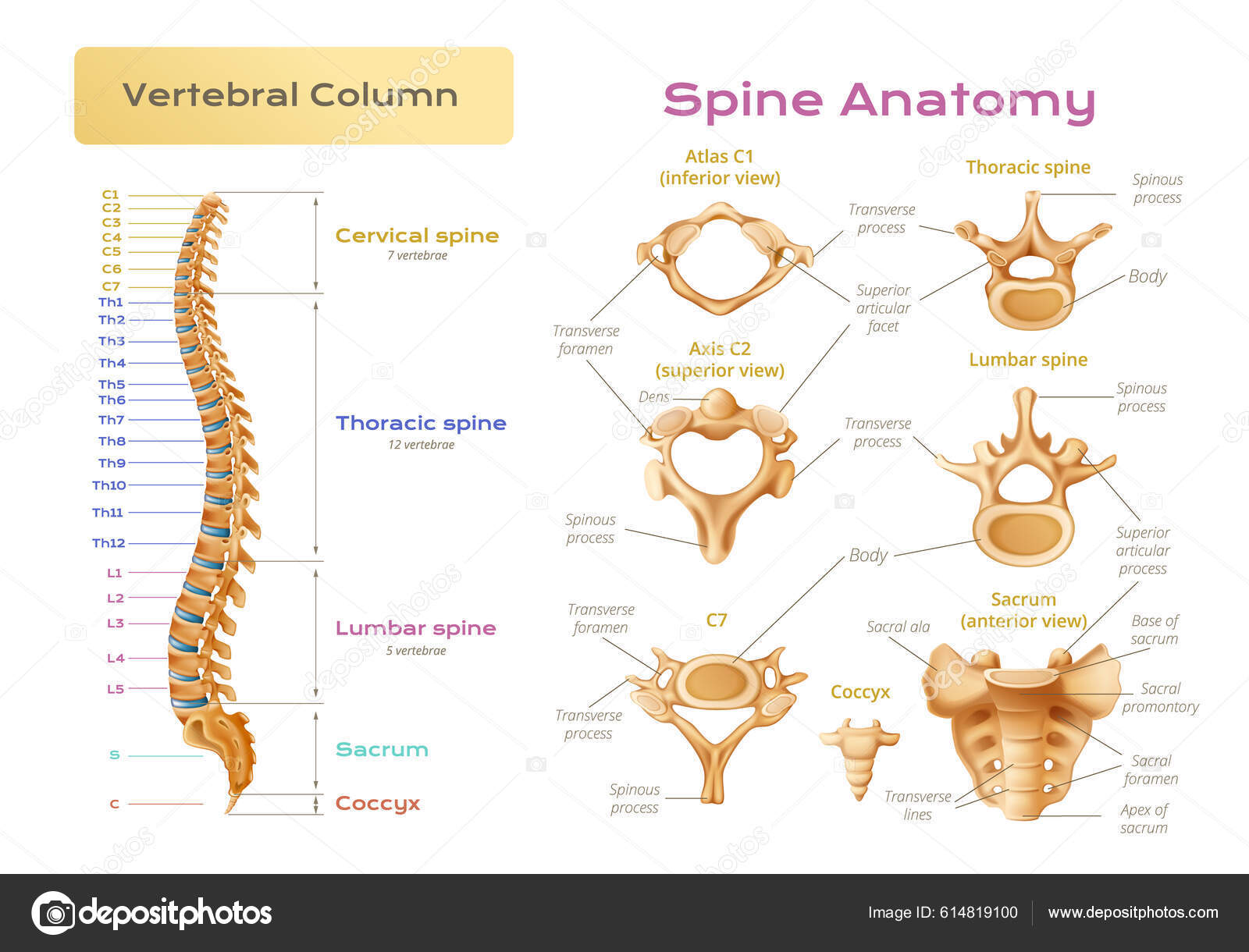 Wervels Ruggenmerg Anatomie Infographics Met Wetenschappelijke ...