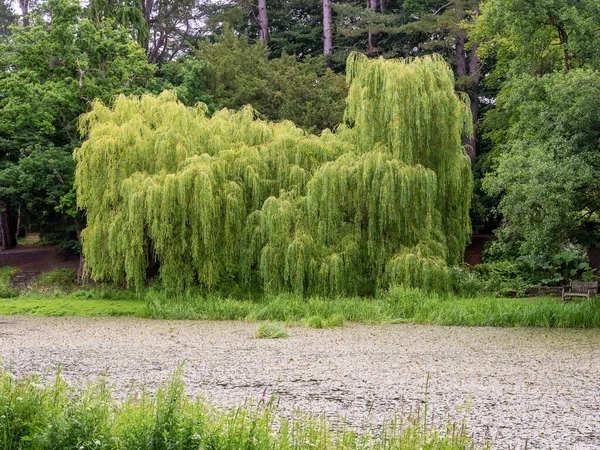 Weeping willows Stock Photos, Royalty Free Weeping willows Images ...